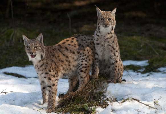 Wolf Conservation | Volunteer with Wolves, Bears and Lynx in Slovakia ...